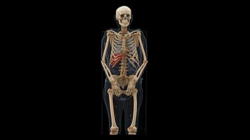 Siemens Healthineers Expands Photon-Counting CT Portfolio